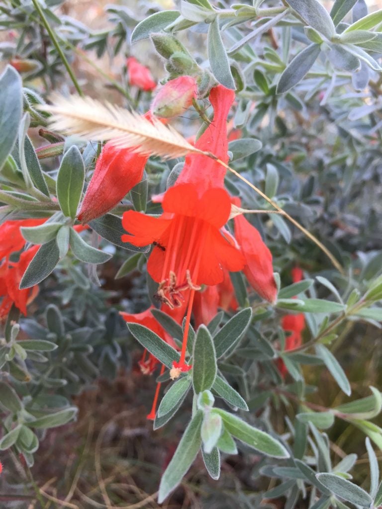 California fuchsia (Epilobium canum) » Vannette Lab